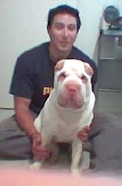 Silkston Shar Pei ~ Silkston Creme Coco ~ "Coco"