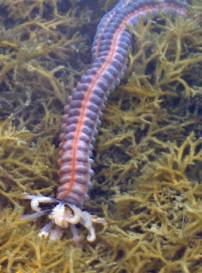 Short communication: Examination of the feeding strategies of ...