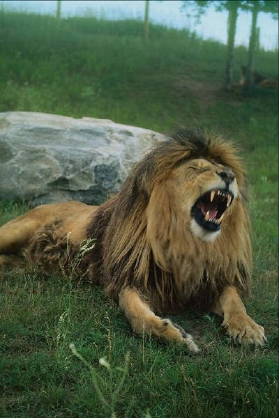 What sounds does a lion make?