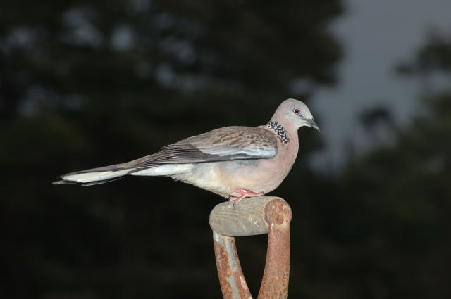 40741 Spotted Dove