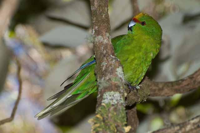 44403 Yellow-crowned Parakeet