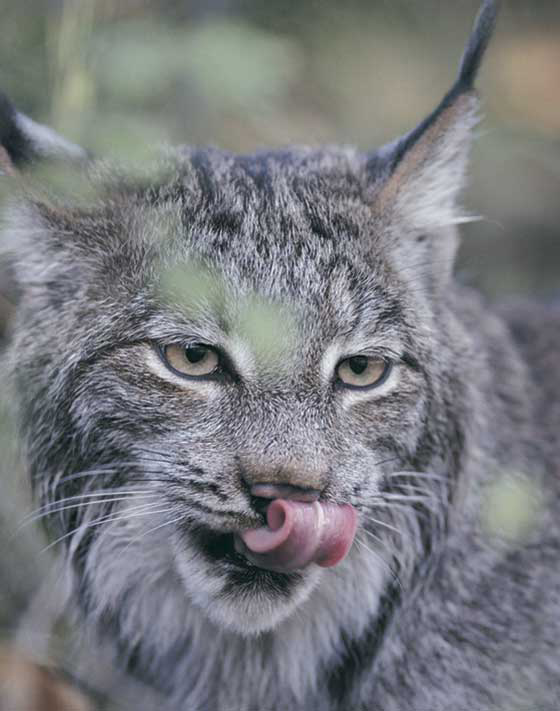 Sisay: Many Pictures