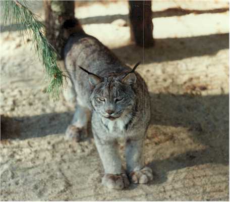 Sisay: Many Pictures