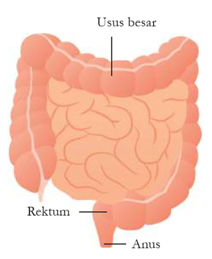 Usus Halus dan Besar | Pencernaan