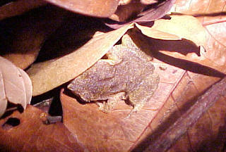 Homepage of Timothy: Family Microhylidae