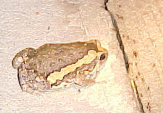 Homepage of Timothy: Family Microhylidae