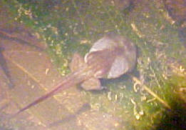 Homepage of Timothy: Family Microhylidae