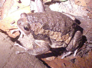 Homepage of Timothy: Family Microhylidae