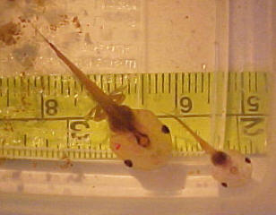 Homepage of Timothy: Family Microhylidae