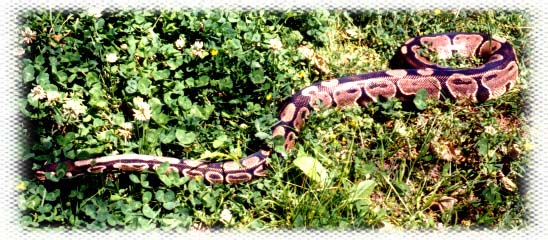 Oliver, the Ball Python