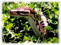 Oliver, the Ball Python