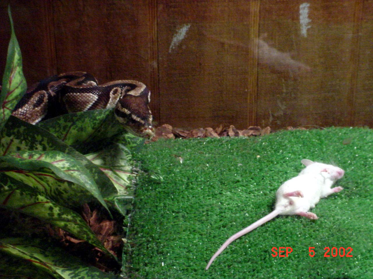 Oliver, the Ball Python