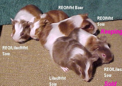 Snowcrest Cavy Babies Information