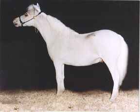 Stallions, Sunrise Estate Miniature Horses, The Peters, AMHA