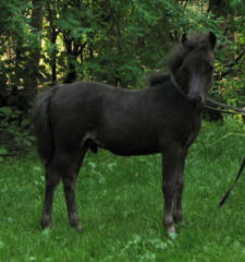 Foals, Sunrise Estate Miniature Horses, M & G Peters, AMHA
