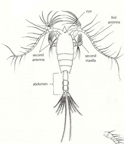 Copepods
