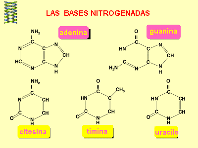 Acidos Nucleicos