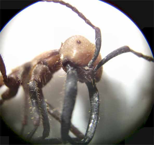 guerre di formiche insetti formiche formicai formica regina formiche ...