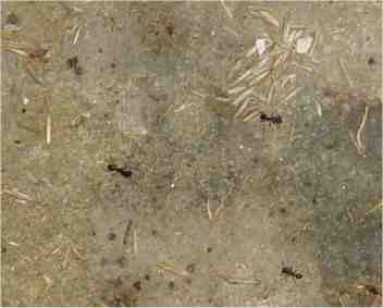 formicaio artificiale