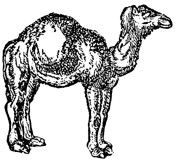Index of /the_green_camel