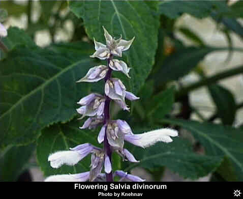 Salvia D.