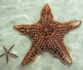 Starfish (Peach)