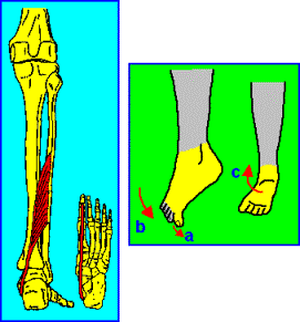 ANATOMIA FUNZIONALE DEI PRINCIPALI MUSCOLI