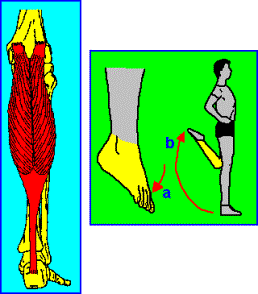 ANATOMIA FUNZIONALE DEI PRINCIPALI MUSCOLI