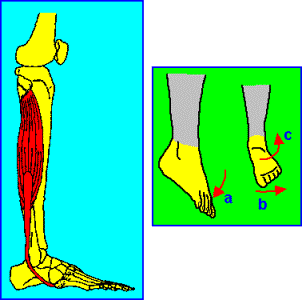 ANATOMIA FUNZIONALE DEI PRINCIPALI MUSCOLI