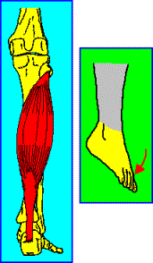 ANATOMIA FUNZIONALE DEI PRINCIPALI MUSCOLI