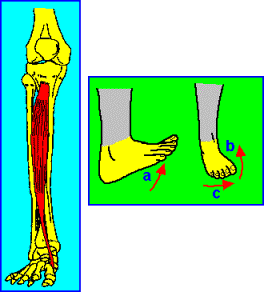 ANATOMIA FUNZIONALE DEI PRINCIPALI MUSCOLI