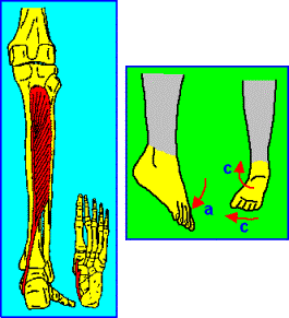 ANATOMIA FUNZIONALE DEI PRINCIPALI MUSCOLI