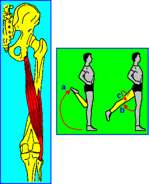 ANATOMIA FUNZIONALE DEI PRINCIPALI MUSCOLI