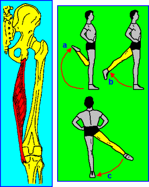 ANATOMIA FUNZIONALE DEI PRINCIPALI MUSCOLI