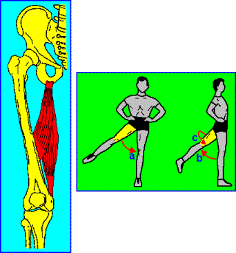 ANATOMIA FUNZIONALE DEI PRINCIPALI MUSCOLI