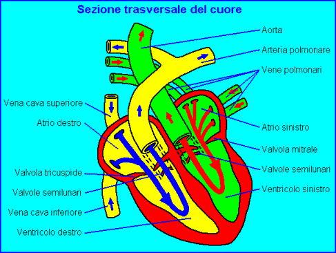 L'APPARATO CARDIOCIRCOLATORIO