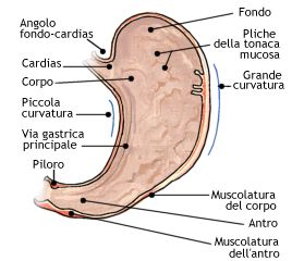 L'APPARATO DIGERENTE: LO STOMACO