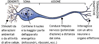 IL SISTEMA NERVOSO