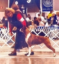 Cosmo The Boxer Show Dog