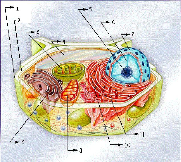 Las partes de una celula - Imagui