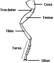 CLASE INSECTA - MORFOLOGIA