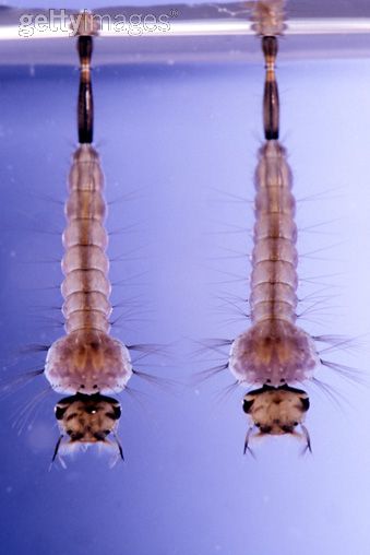 Uma WebQuest para 2ª série do Ensino Médio da Escola Estadual Adventor ...