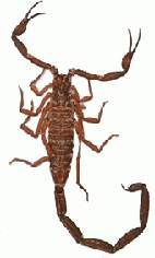 Web del Escorpion - Anatomía del Alacrán