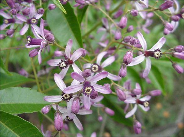 syringa