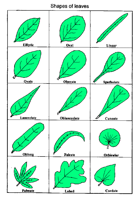 Shapes of Leaves