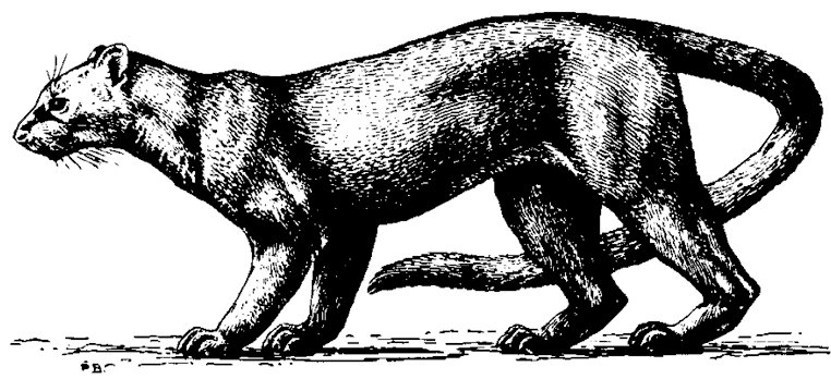 Giant fossa vs Wolverine - Animalia