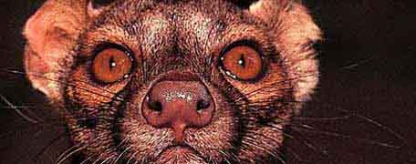 where can i find the fossa in captivity